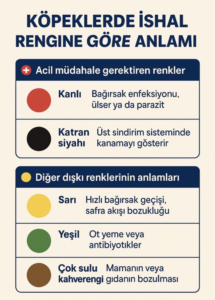 Köpeklerde İshal Nedenleri, Belirtiler ve İlk Yardım Rehberi